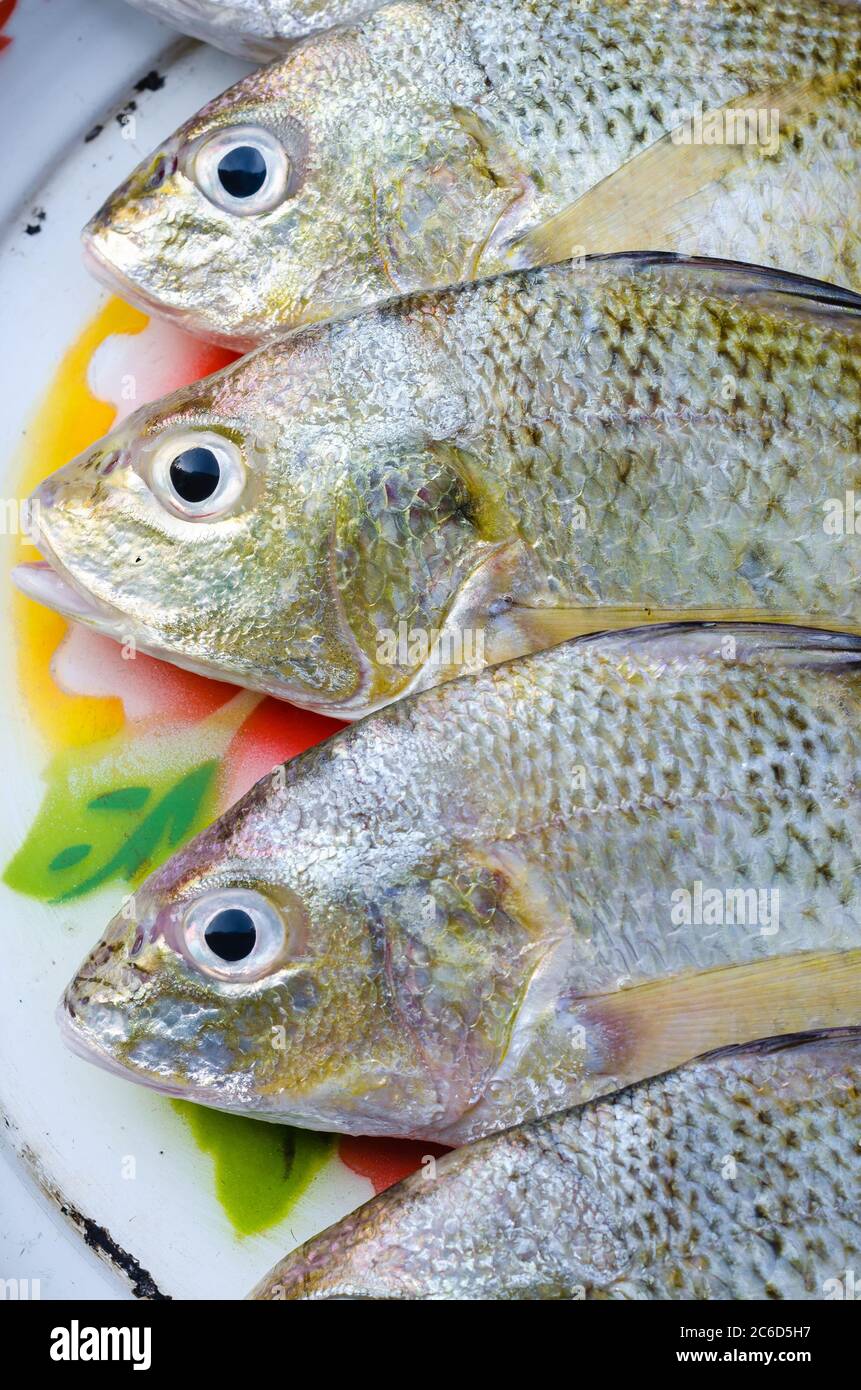 Silver grunt hi-res stock photography and images - Alamy