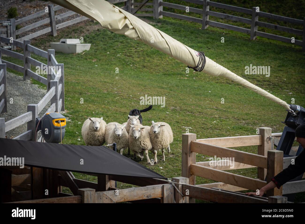Sheep being shaved hi-res stock photography and images - Alamy