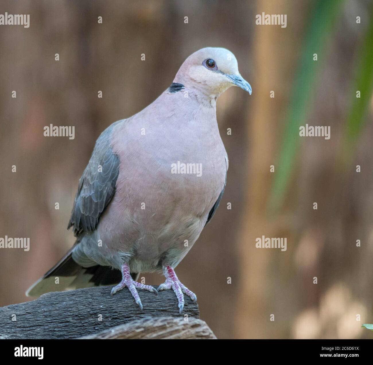 A red-eyed dove is a common species garden bird in Gauteng province on ...