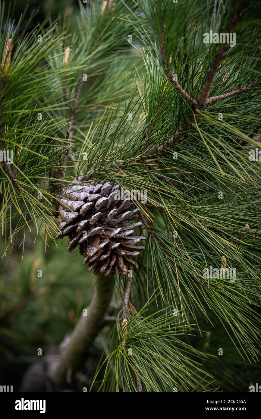 Pinecone on a tree, isolated Stock Photo - Alamy