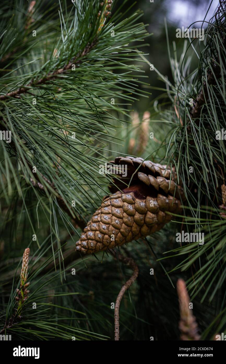 Pinecone on a tree, isolated Stock Photo - Alamy