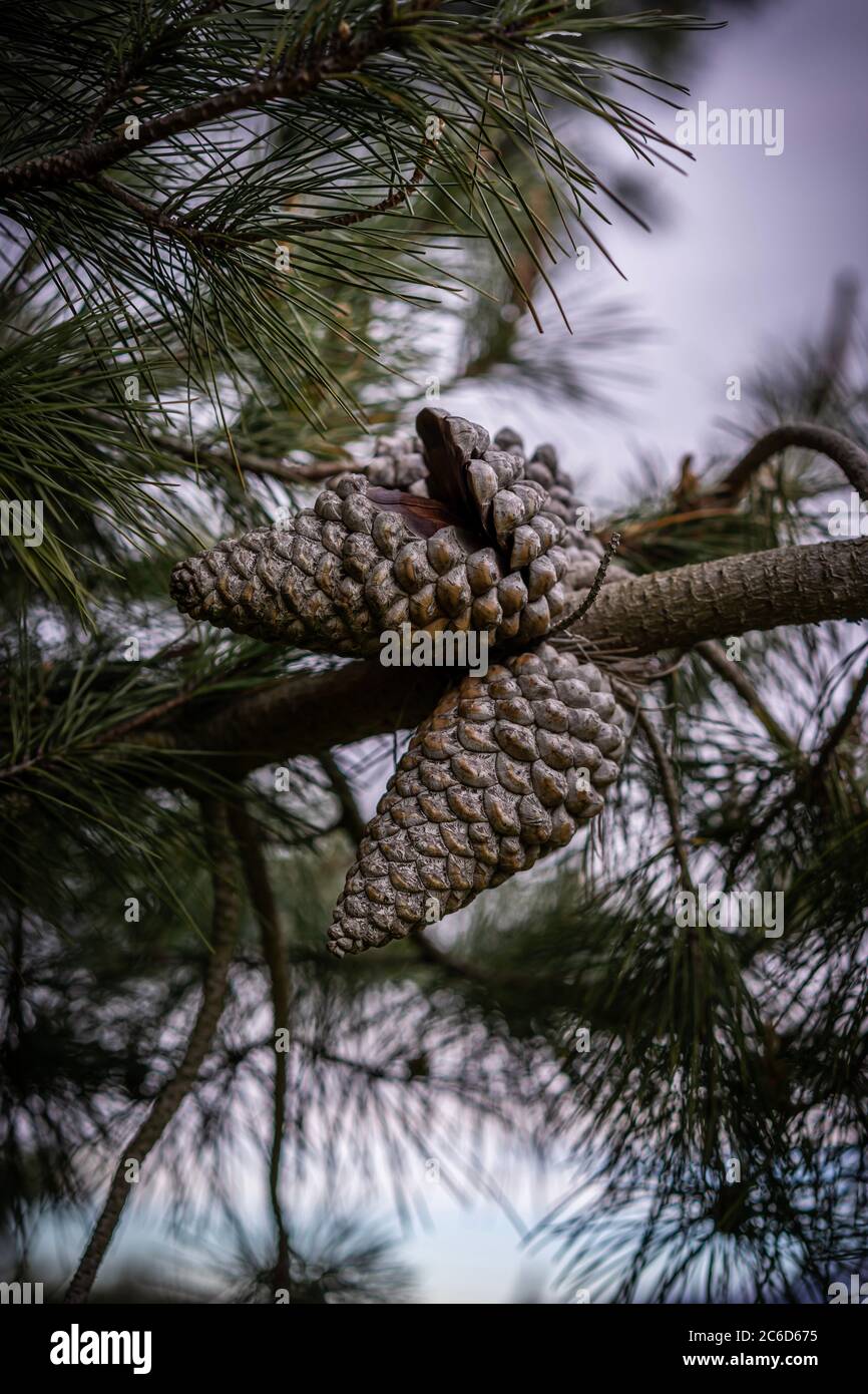 Pinecone on a tree, isolated Stock Photo - Alamy