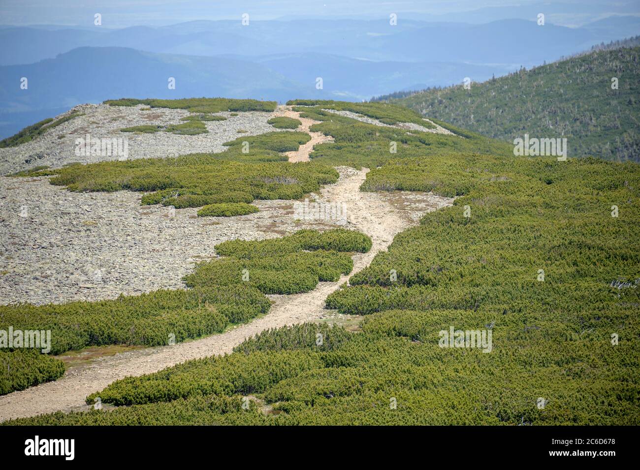 Krummholz-Kiefer, Pinus mugo var. pumilio, Riesengebirge, Schneekoppe ...