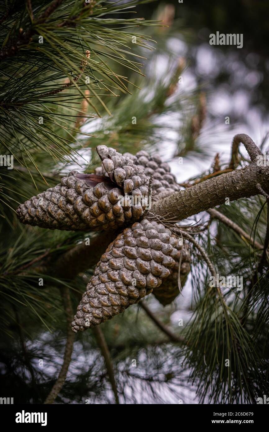 Pinecone on a tree, isolated Stock Photo - Alamy