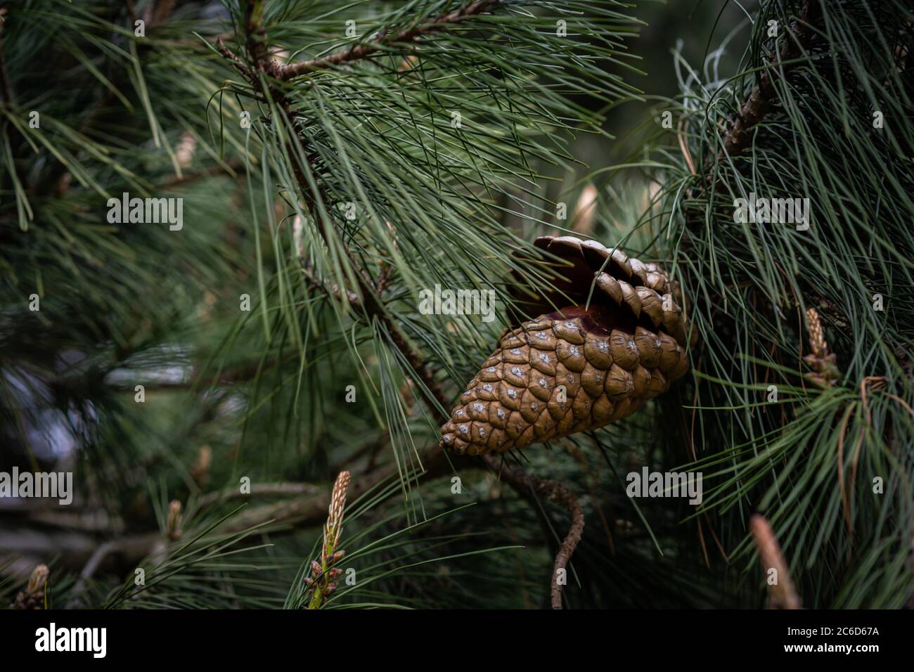 Pinecone on a tree, isolated Stock Photo - Alamy