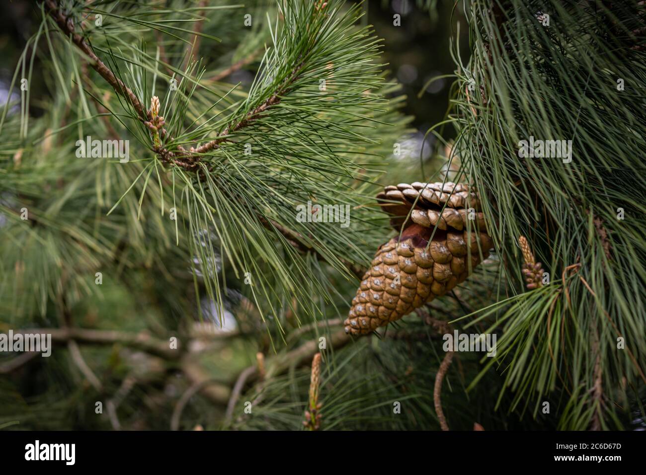 Pinecone on a tree, isolated Stock Photo - Alamy
