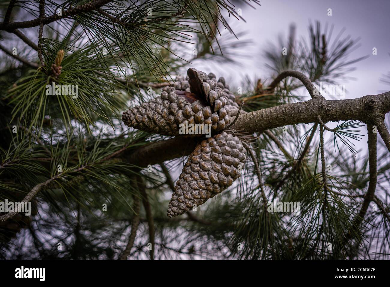 Pinecone on a tree, isolated Stock Photo - Alamy