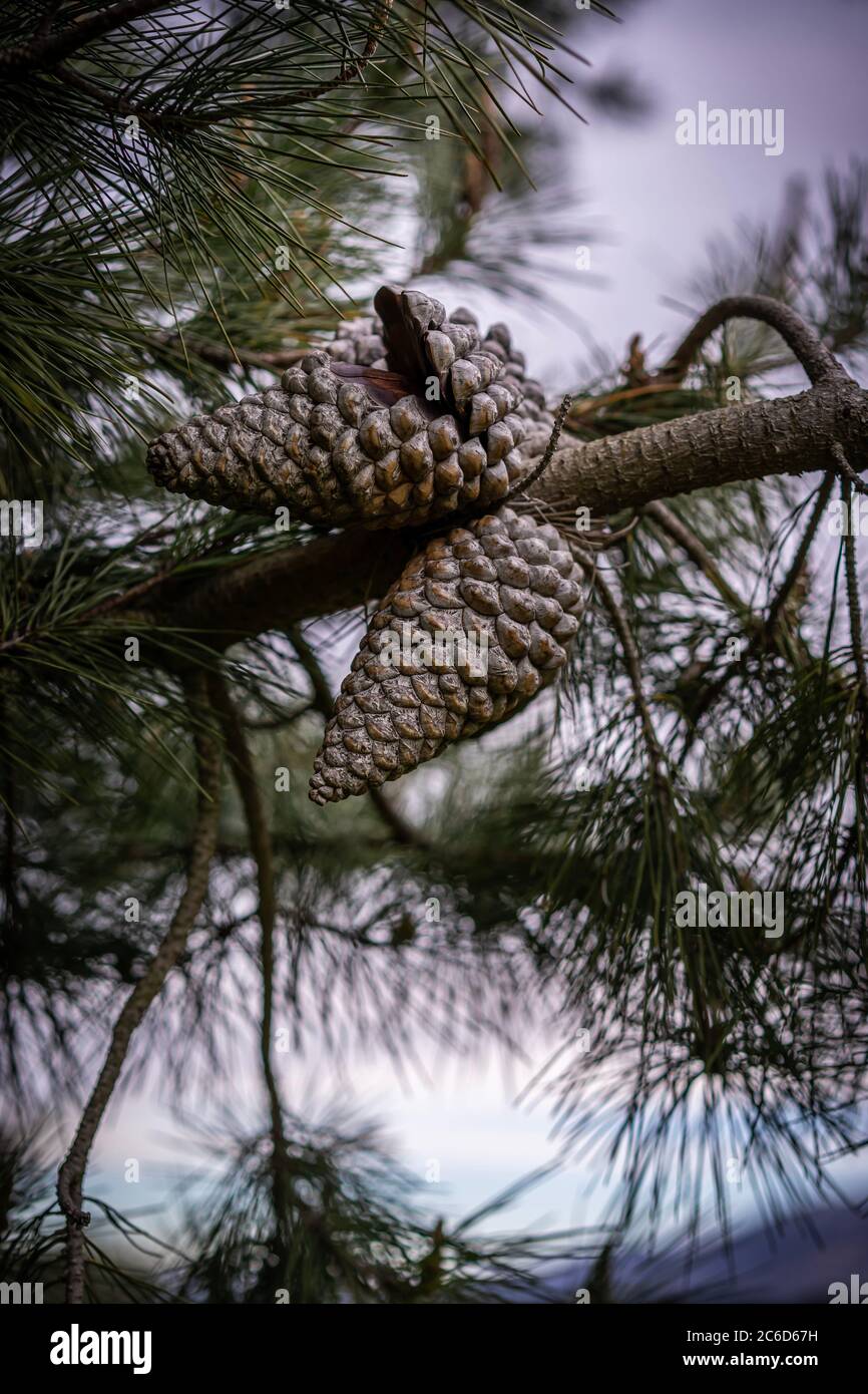 Pinecone on a tree, isolated Stock Photo - Alamy