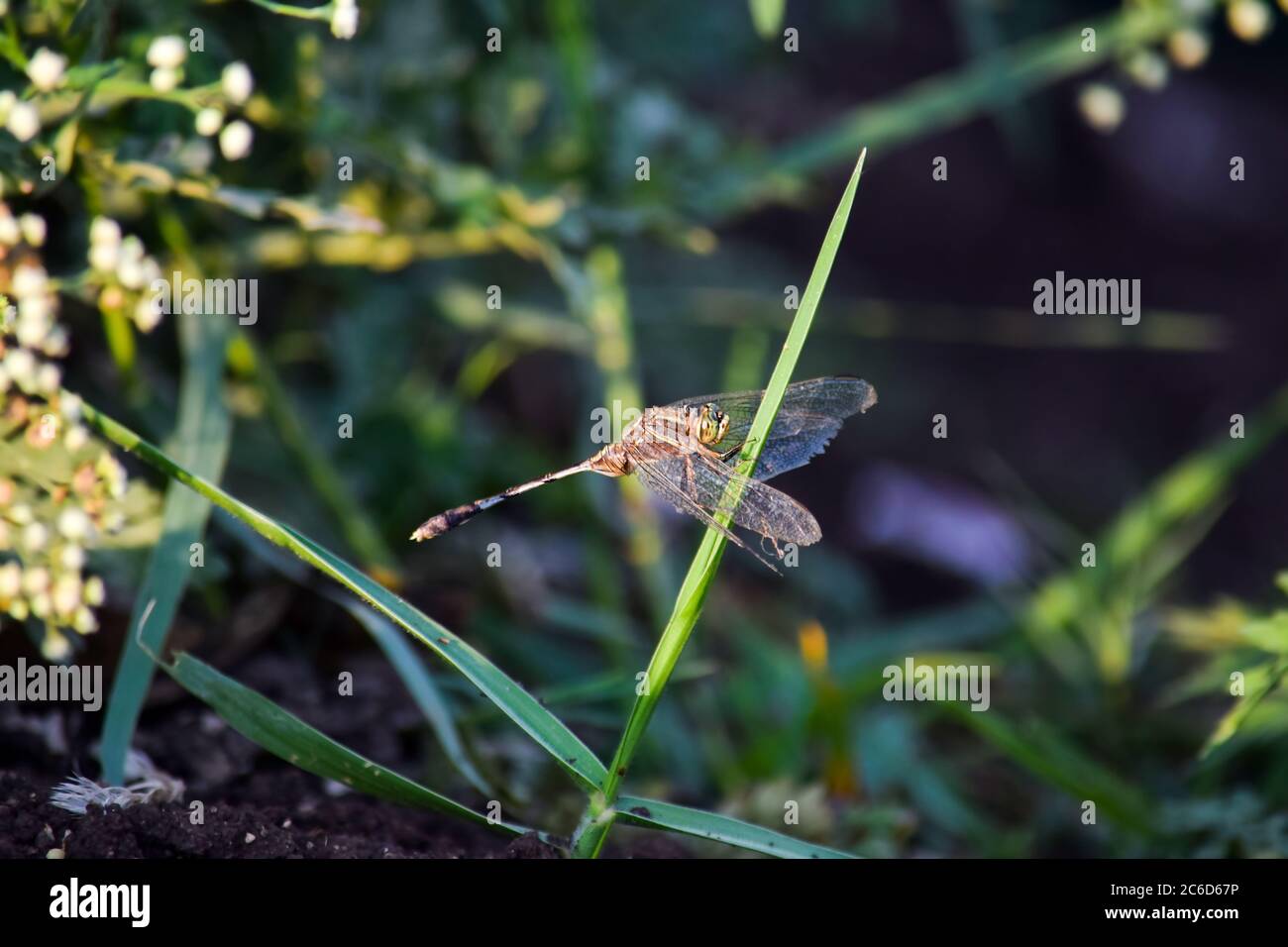 dragonfly outdoor on cool day Stock Photo - Alamy