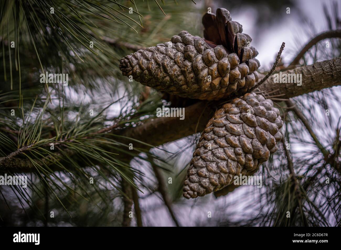 Pinecone on a tree, isolated Stock Photo - Alamy