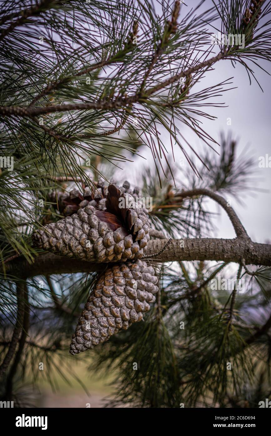 Pinecone on a tree, isolated Stock Photo - Alamy