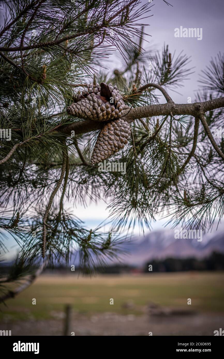 Pinecone on a tree, isolated Stock Photo - Alamy
