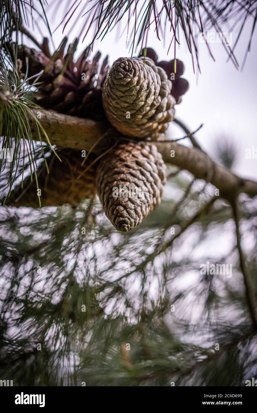 Pinecone on a tree, isolated Stock Photo - Alamy