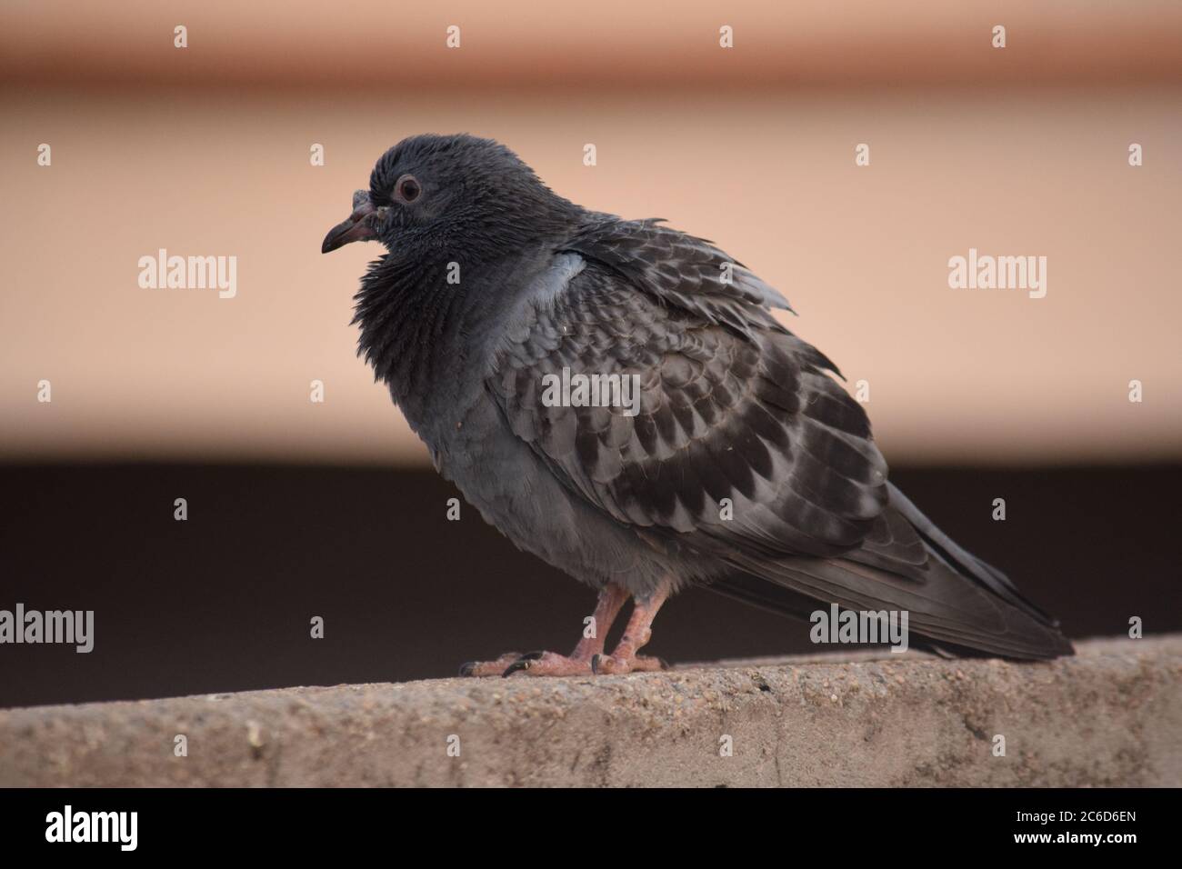 Color pigeon hi-res stock photography and images - Alamy