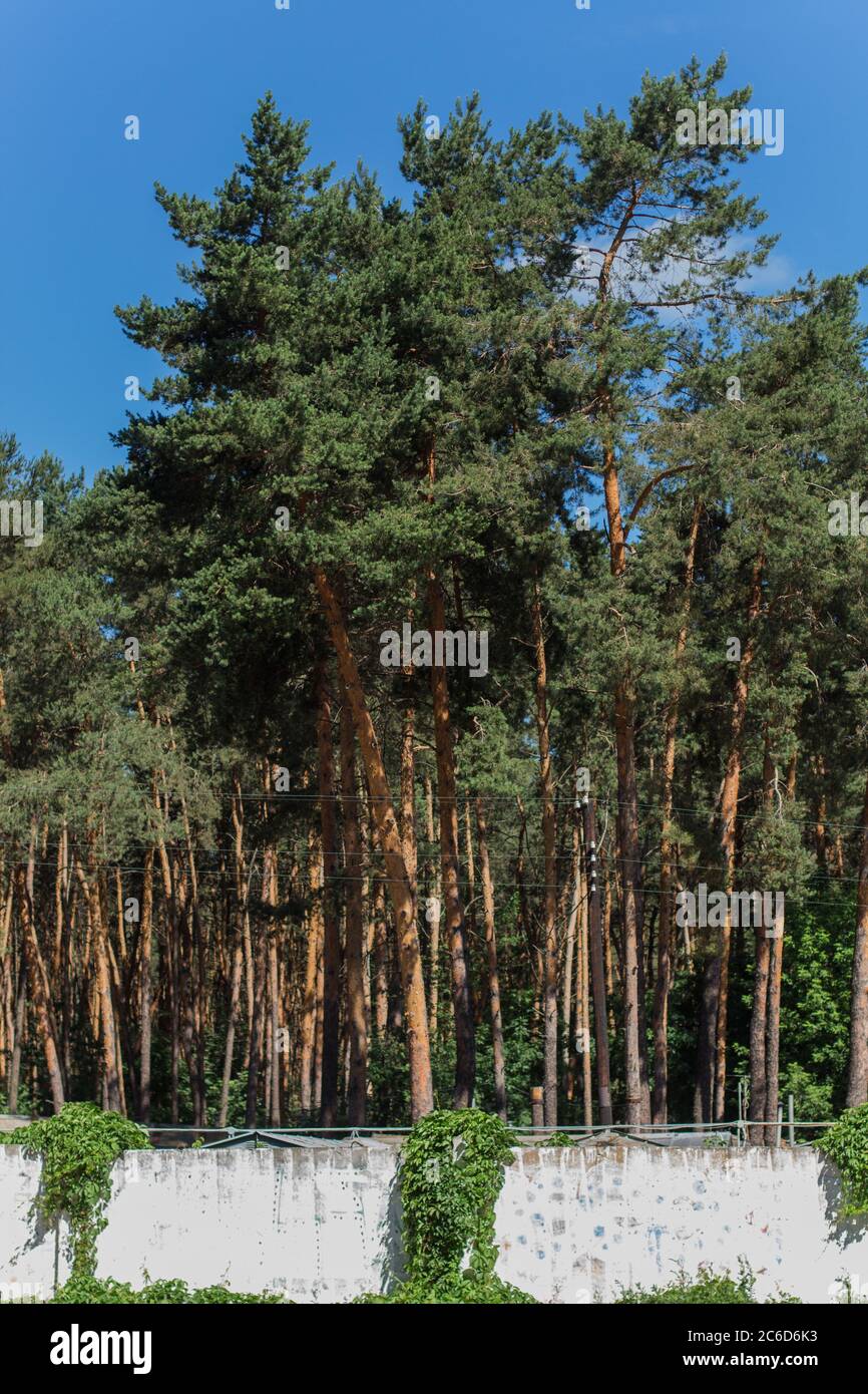 House behind a pine forest hi-res stock photography and images - Alamy