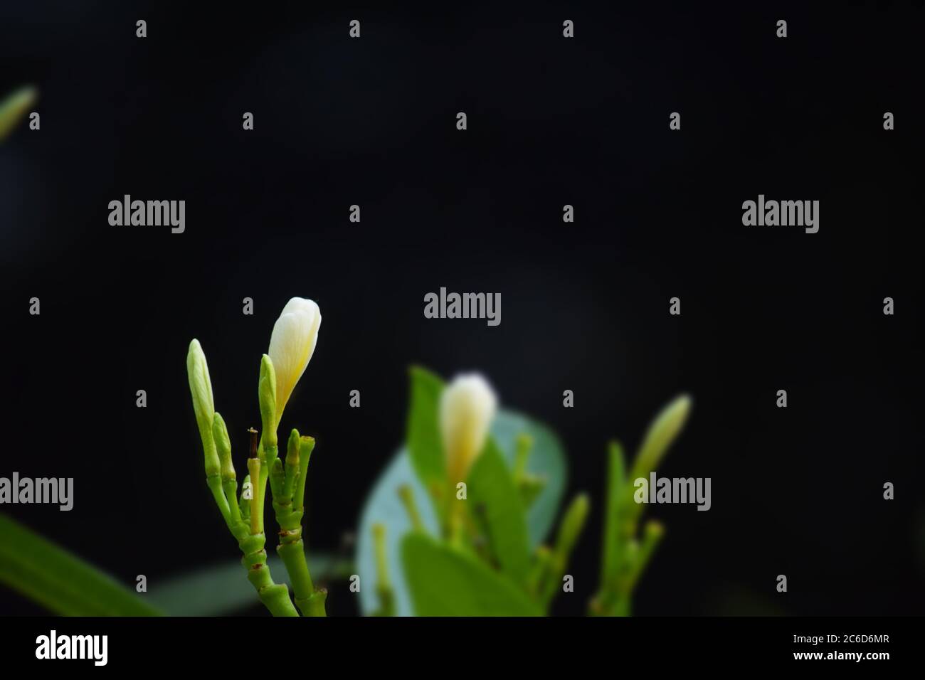 fresh white flower bud in the garden, beautiful fresh flower isolated ...