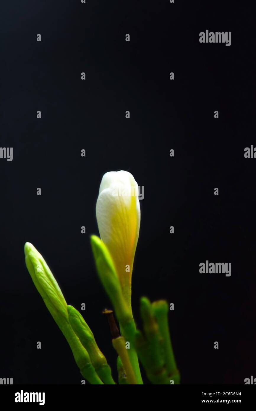 Aloha black hi-res stock photography and images - Alamy