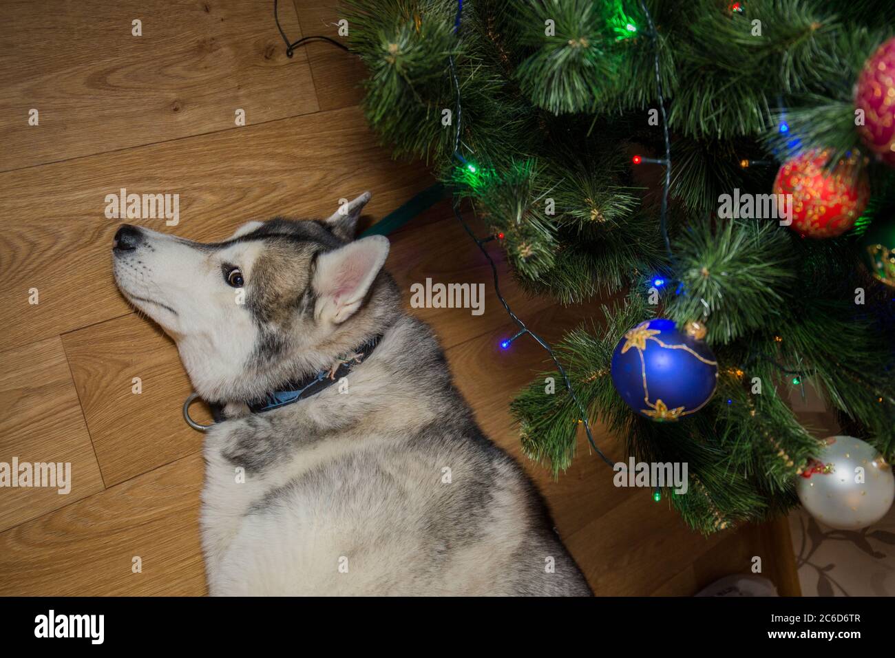 a husky dog under the christmas tree Stock Photo - Alamy