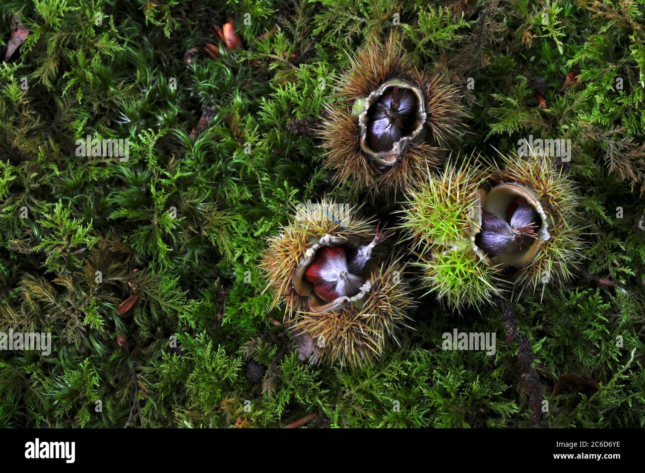Chestnuts from tree hi-res stock photography and images - Alamy