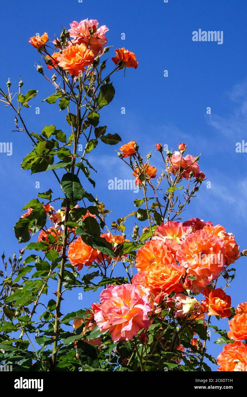Orange flowering shrub hi-res stock photography and images - Alamy