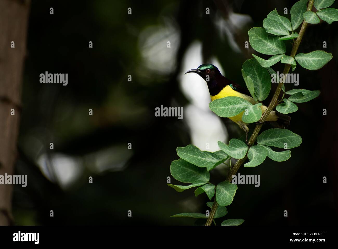 A purple rumped bird behind the leaves Stock Photo - Alamy