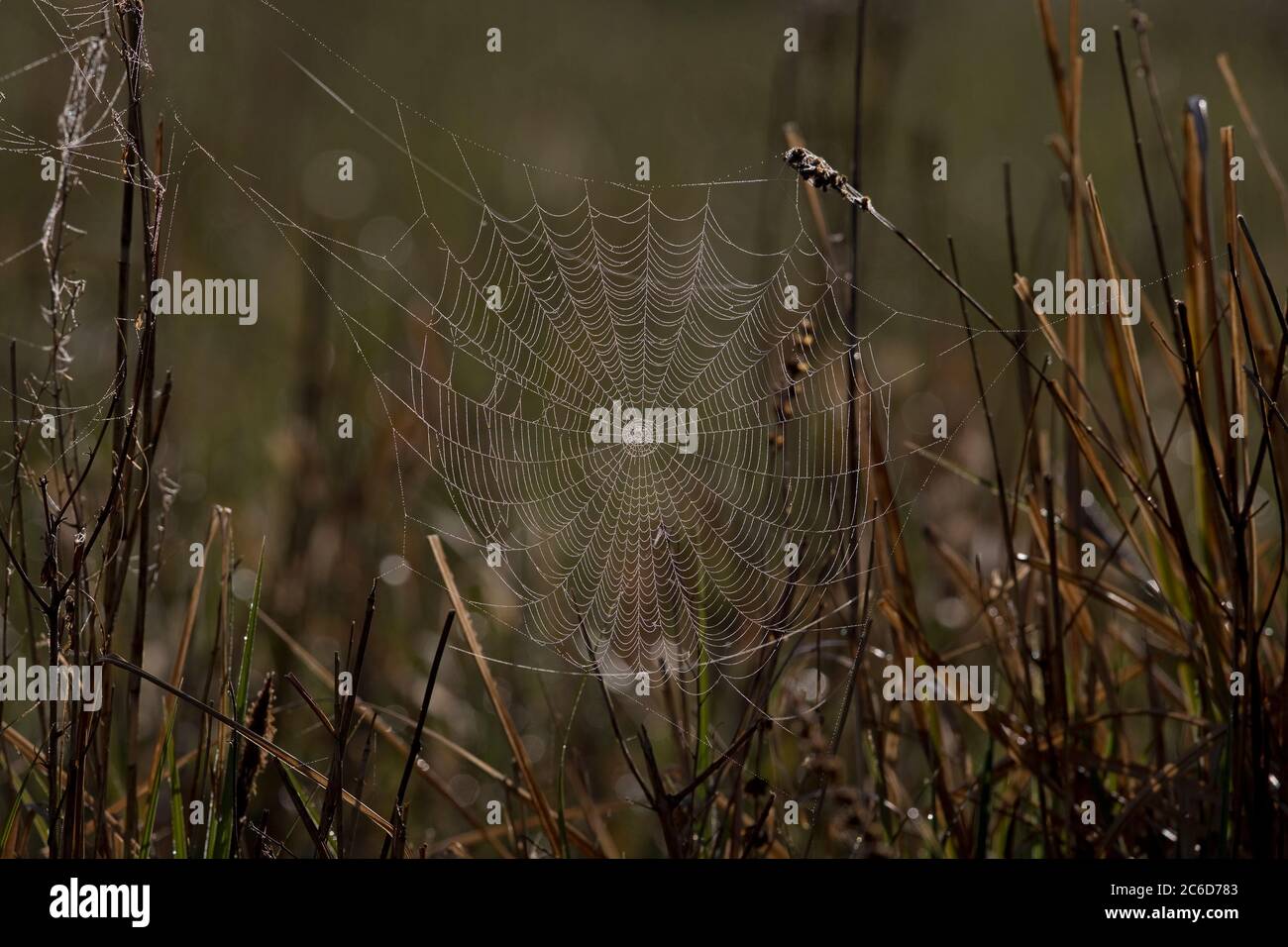 Kingdom spiders hi-res stock photography and images - Alamy