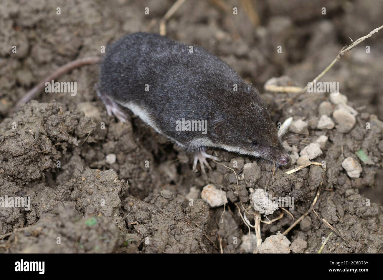 Water shrew hi-res stock photography and images - Alamy