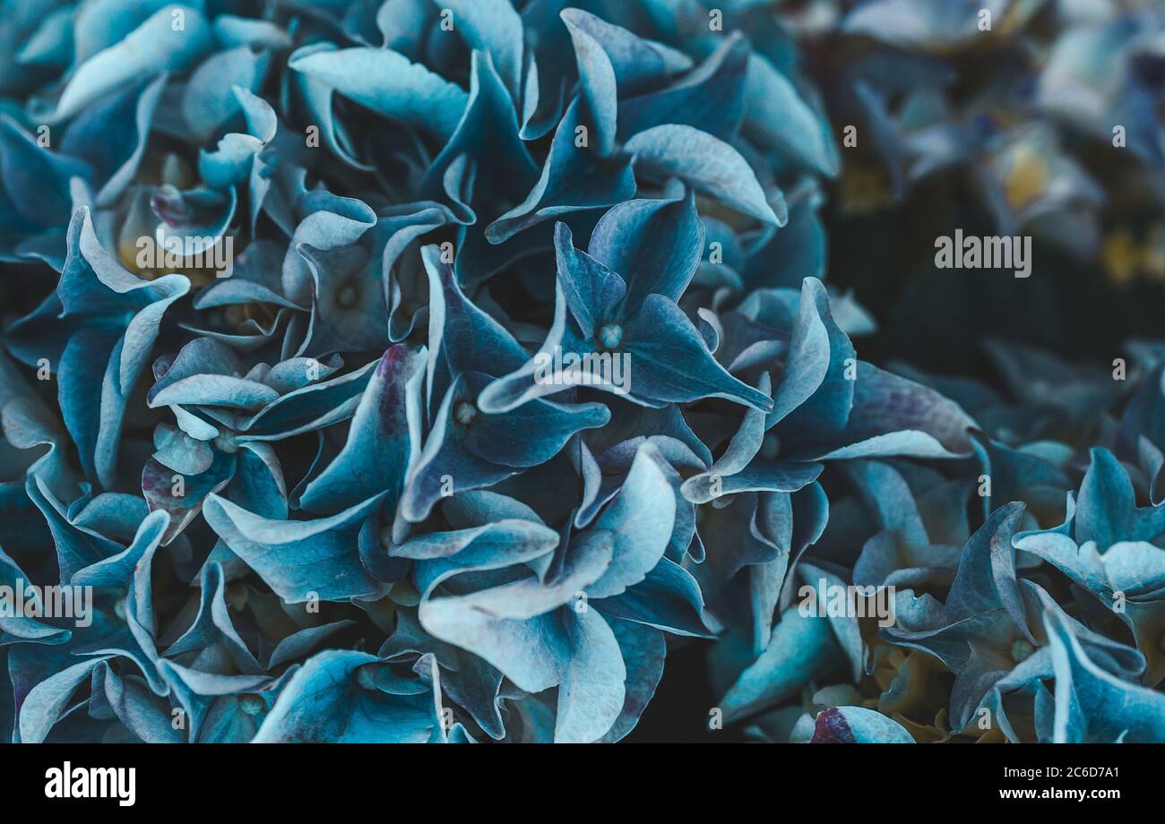 Nature aesthetics structure hi-res stock photography and images - Alamy