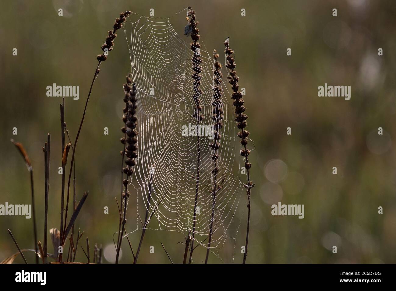 Kingdom spiders hi-res stock photography and images - Alamy