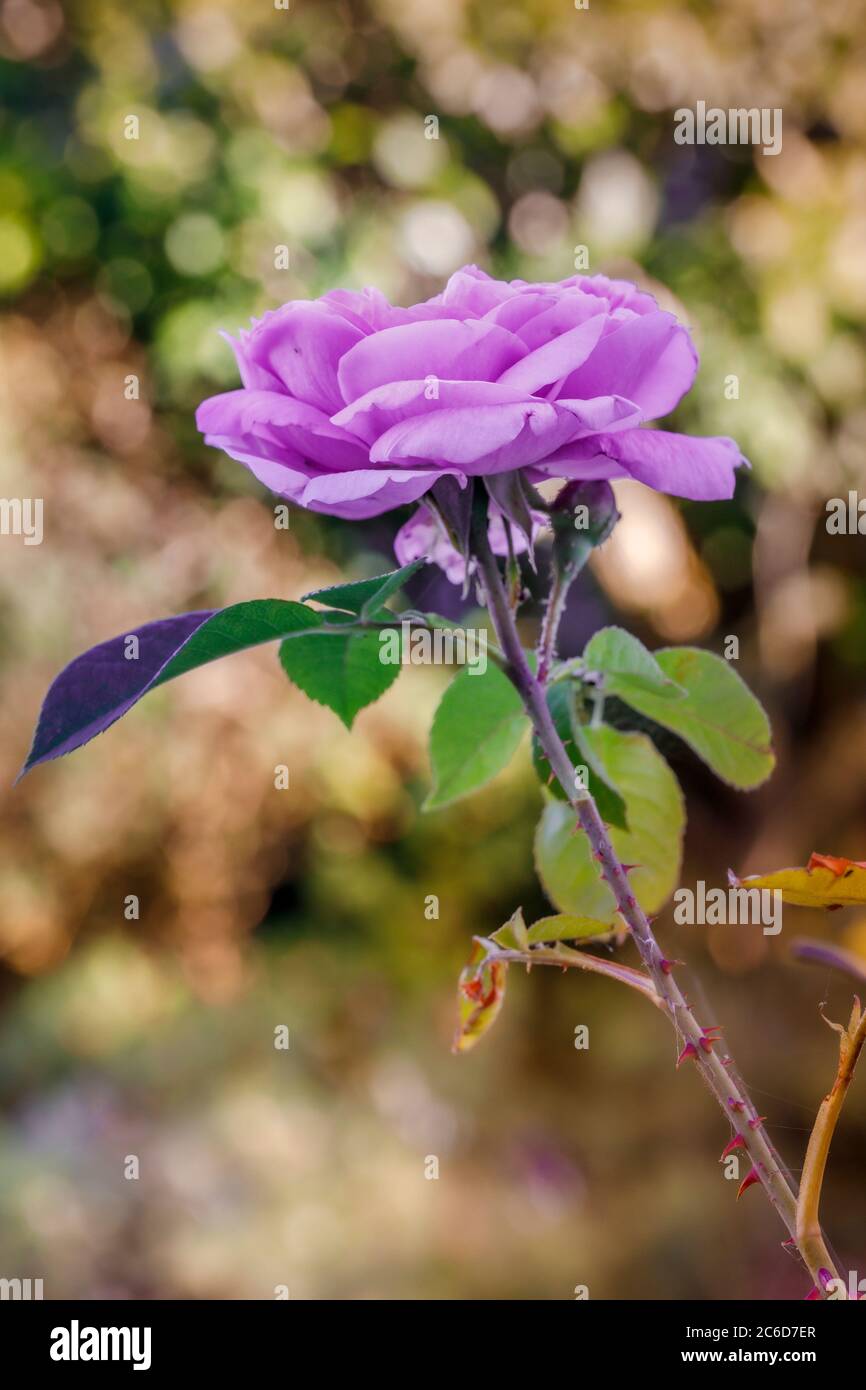 lilac rose and steam with blurred background in a garden Stock Photo ...
