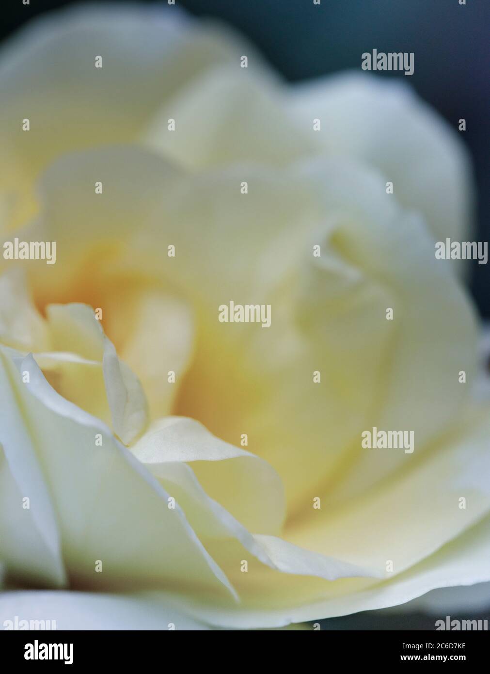 very close up of yellow rose centre Stock Photo - Alamy