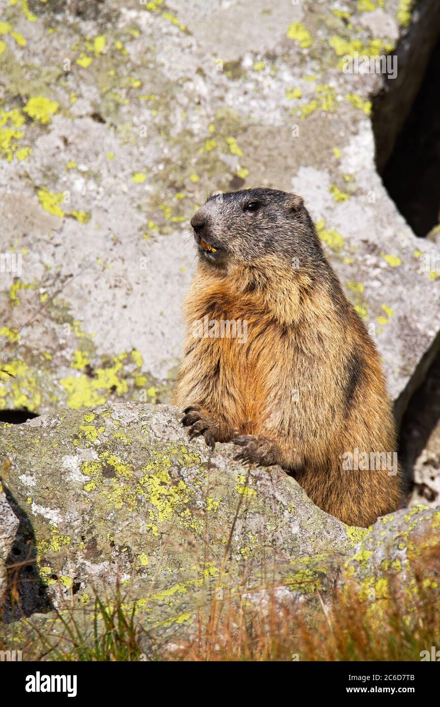 Wild alpine marmot standing on rock in the sunlight Stock Photo - Alamy
