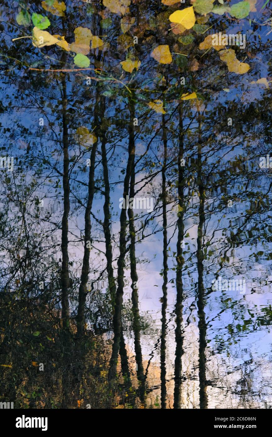 Autumn time.Reflection of trees and autumn leaves in the water.Autumn ...