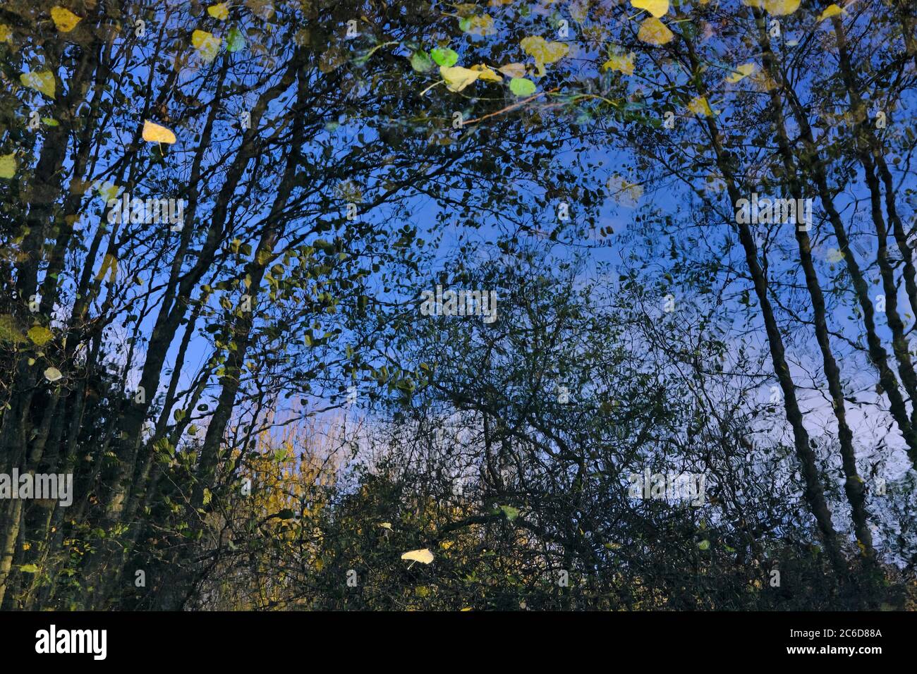 Autumn time.Reflection of trees and autumn leaves in the water.Autumn ...