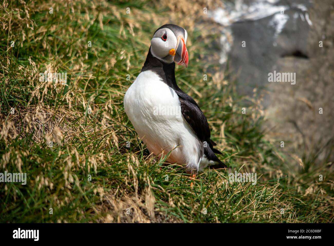 The Atlantic puffin, also known as the common puffin Stock Photo - Alamy