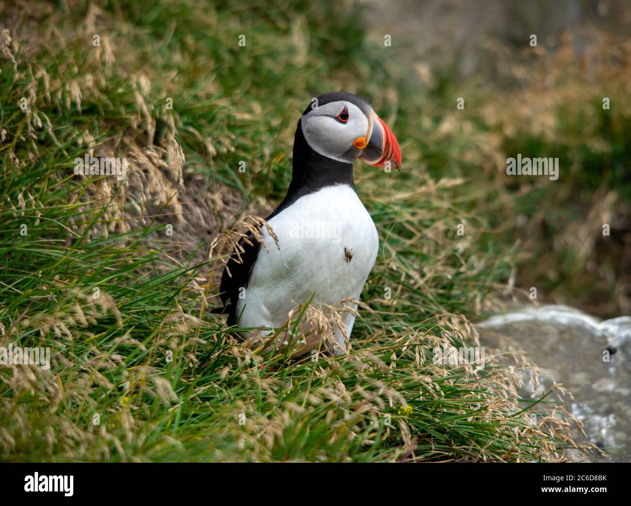 The Atlantic puffin, also known as the common puffin Stock Photo - Alamy