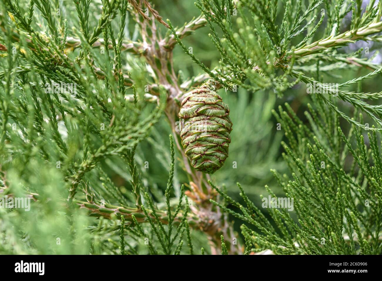 Sequoia branch cones hi-res stock photography and images - Alamy