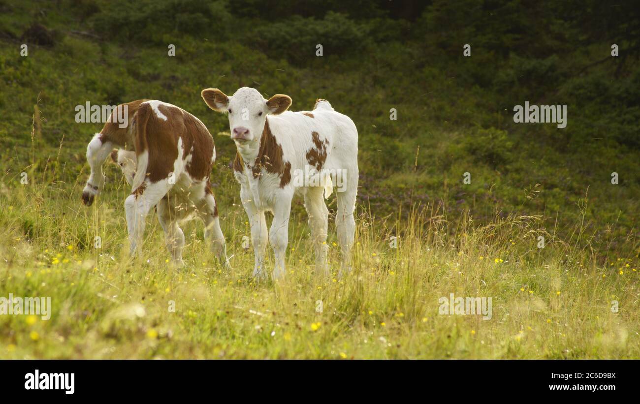 Cute calves grazing grass hi-res stock photography and images - Alamy