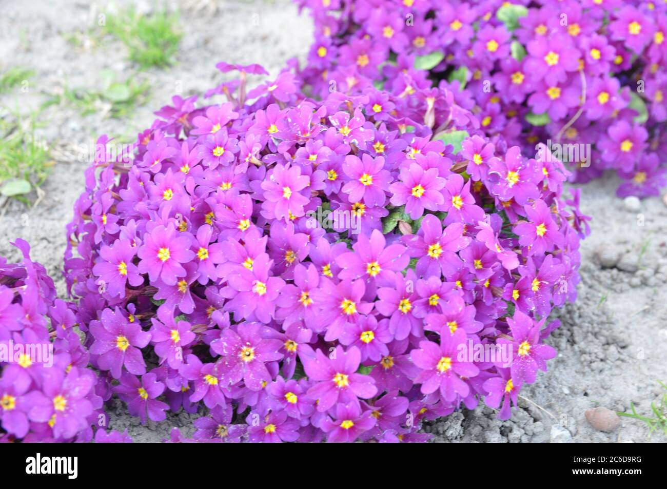 Primrose ordinary Primula vulgaris , or primrose in the spring garden ...