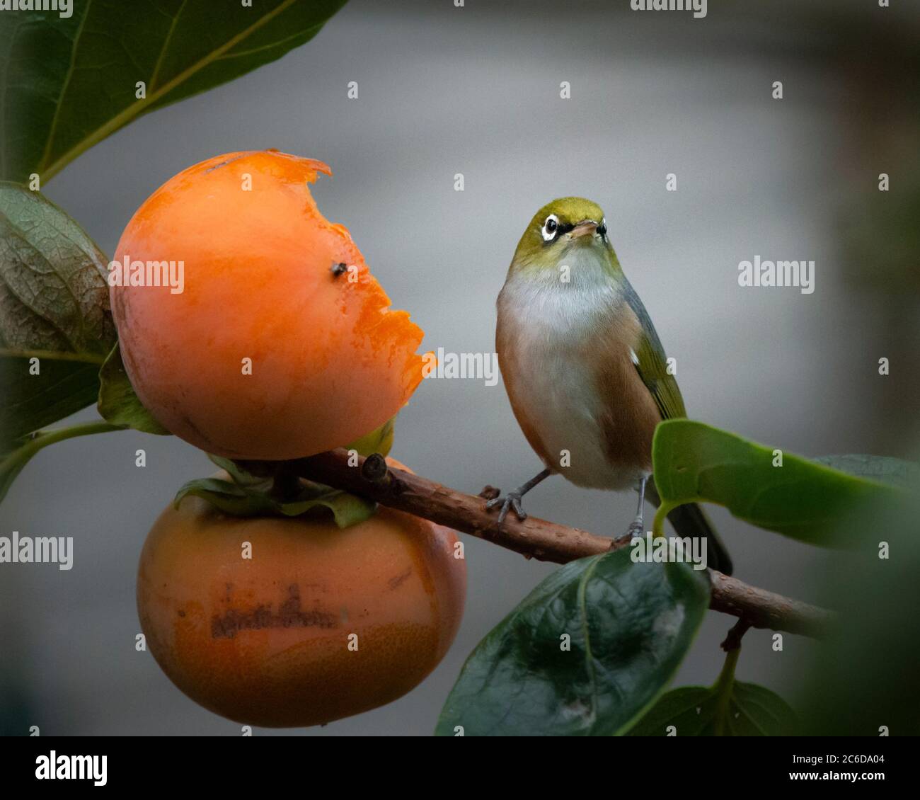 Eaten by a bird hi-res stock photography and images - Alamy