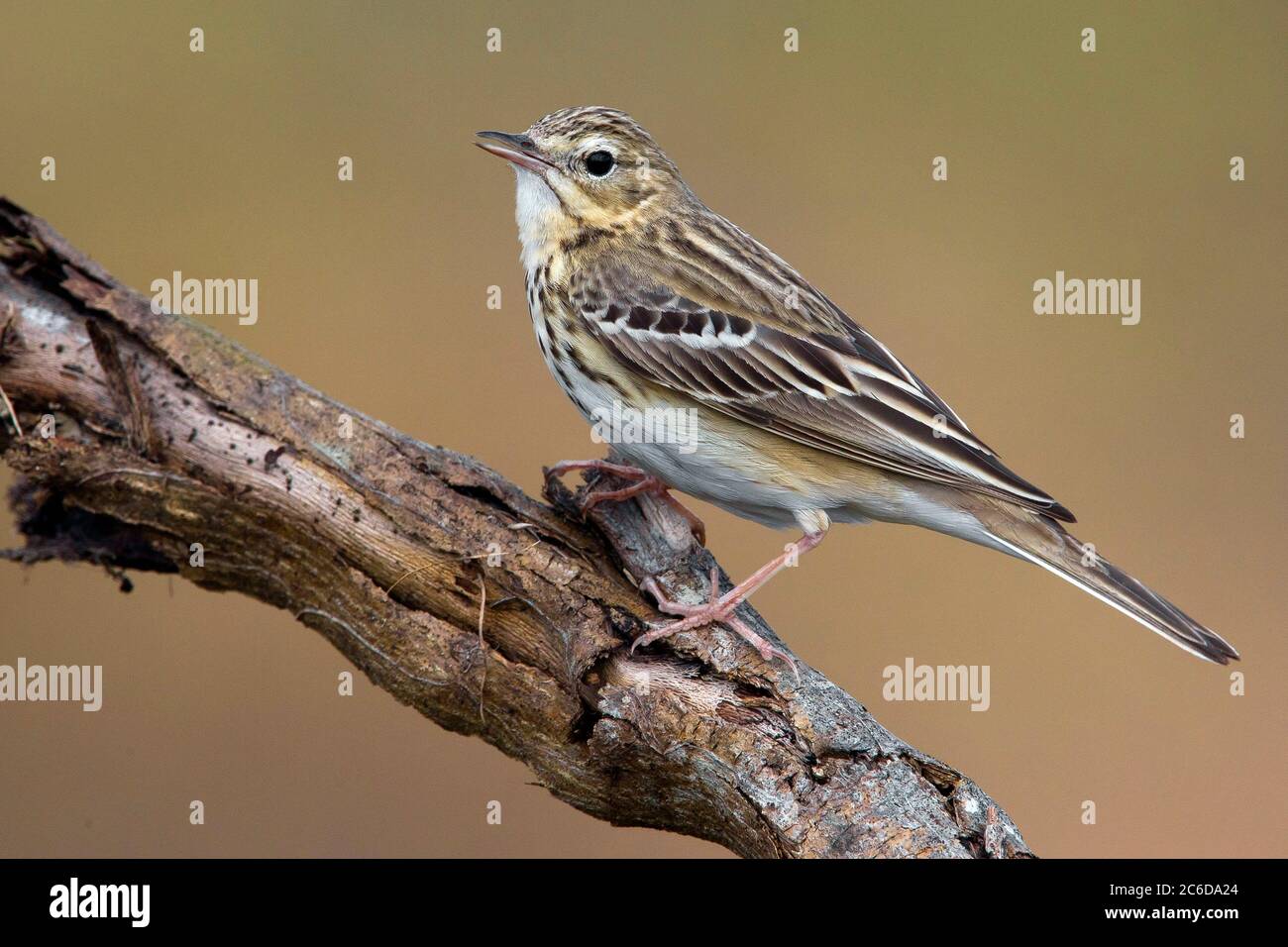 Tree Pipit (Anthus trivialis) sitting on a branch, quietly singing ...