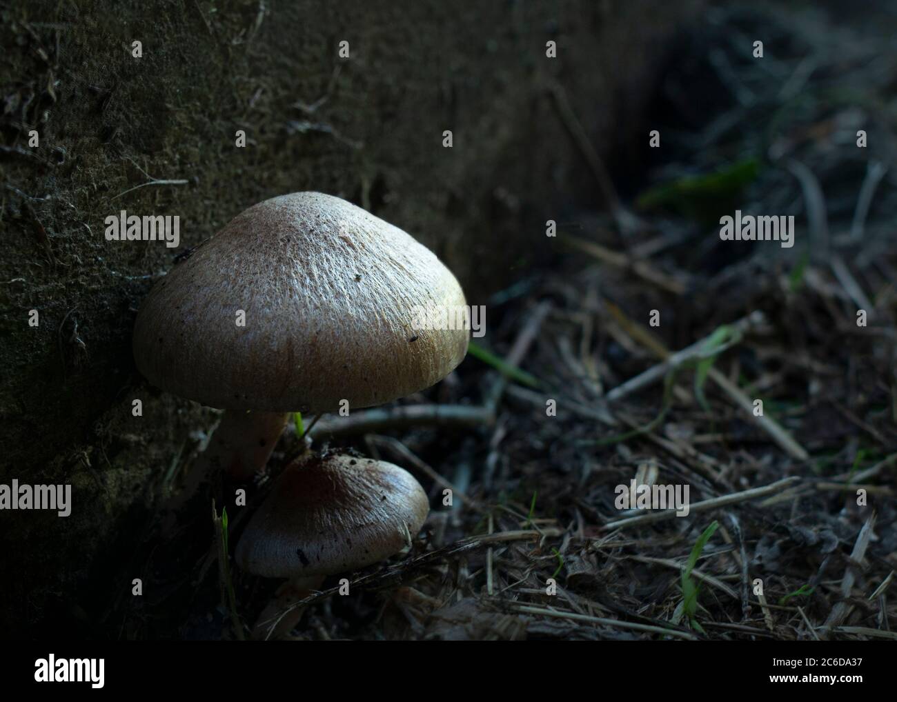Toadstool mushrooms in the garden on its nature environment Stock Photo ...
