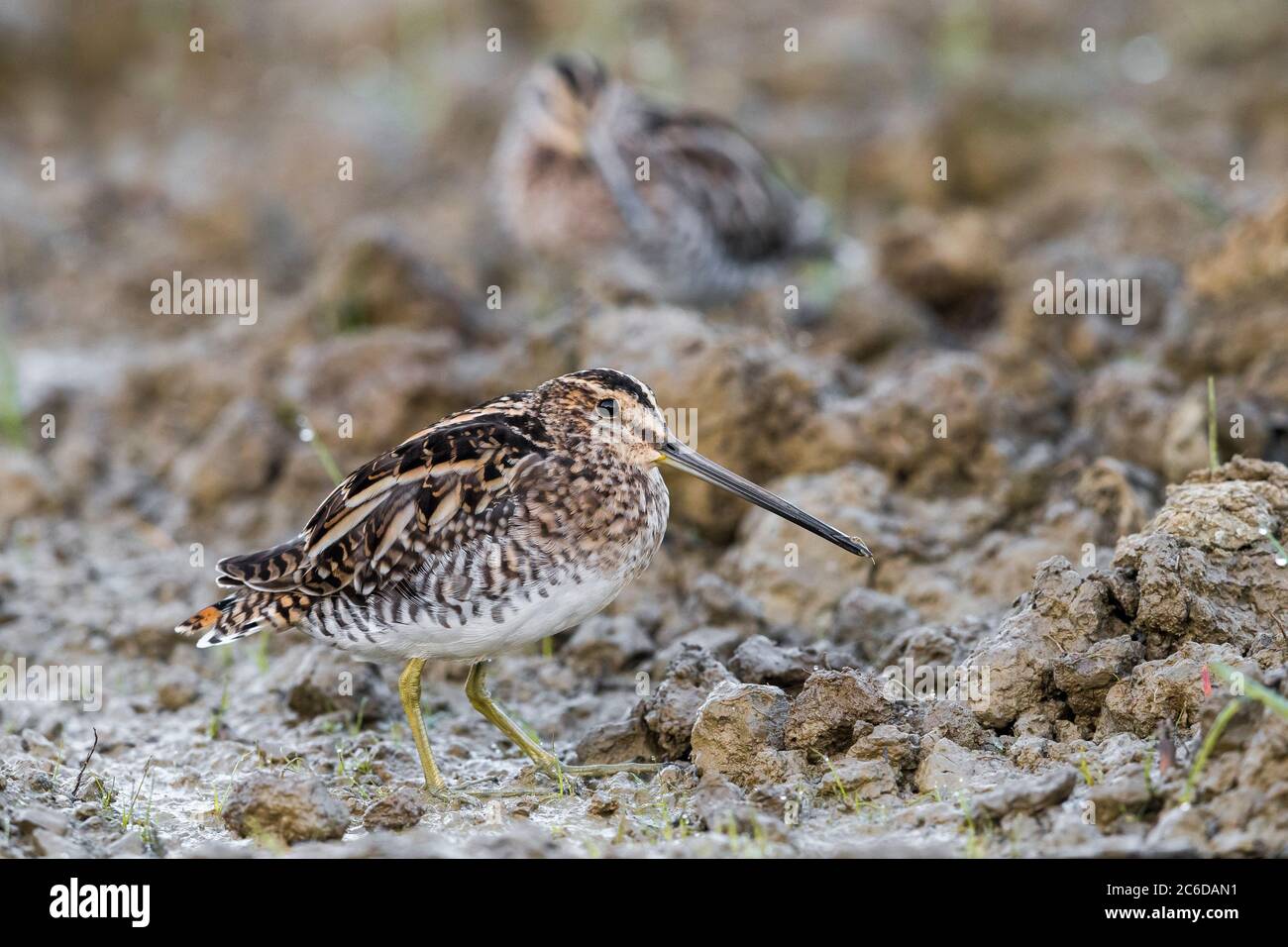 Common Snipe (Gallinago gallinago) perched in a wet marsh Stock Photo ...