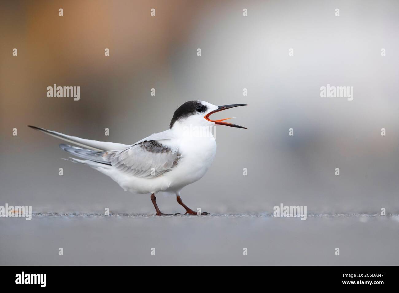 First-winter Common Tern (Sterna hirundo) standing on the ground, begging for something to eat ...