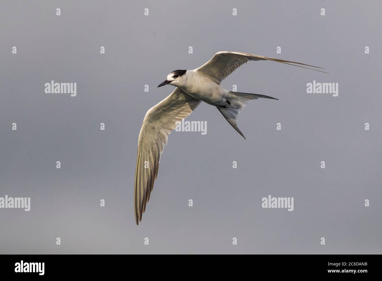 First flight alone hi-res stock photography and images - Alamy