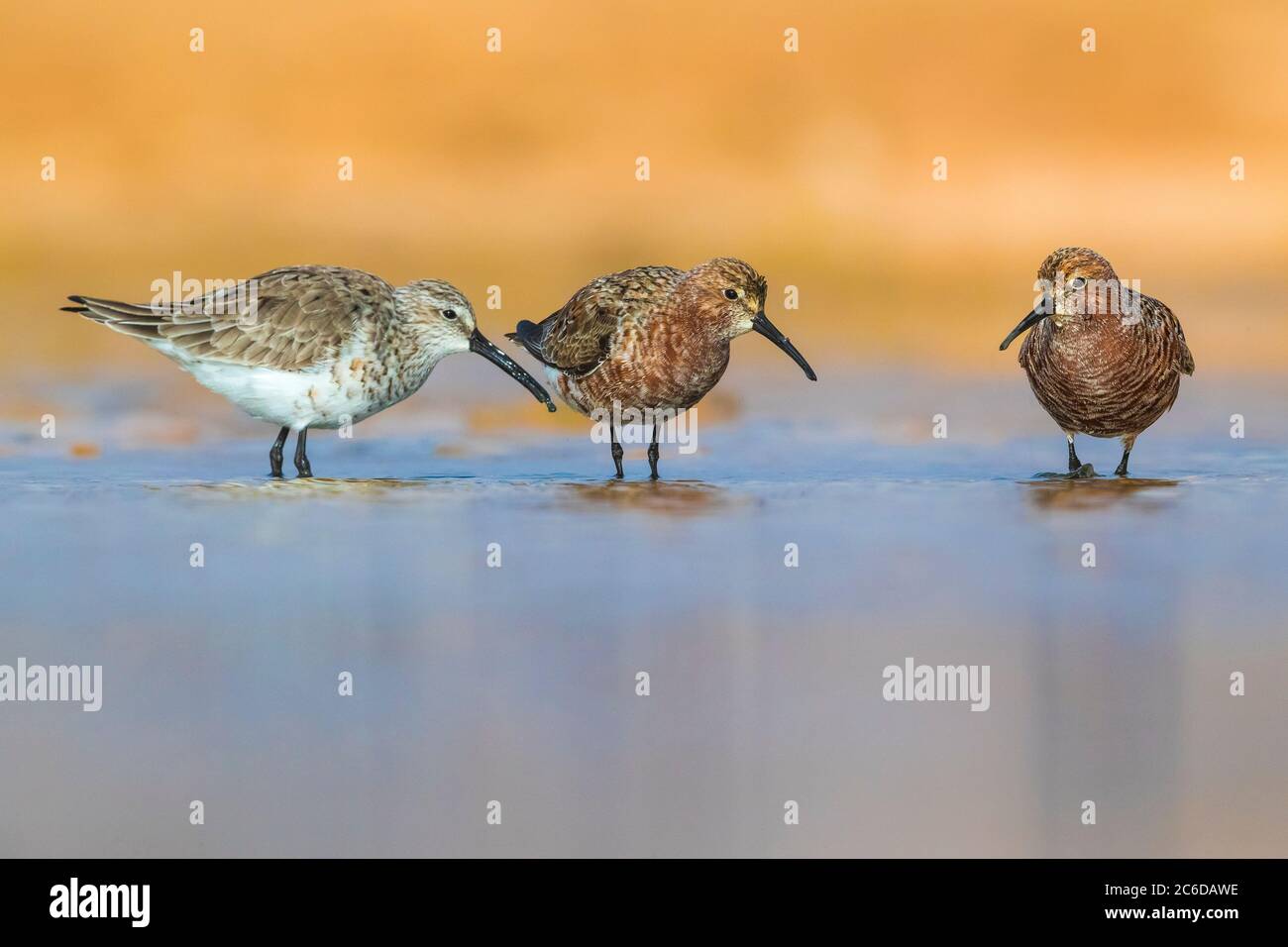 Western Sandpipers High Resolution Stock Photography and Images - Alamy