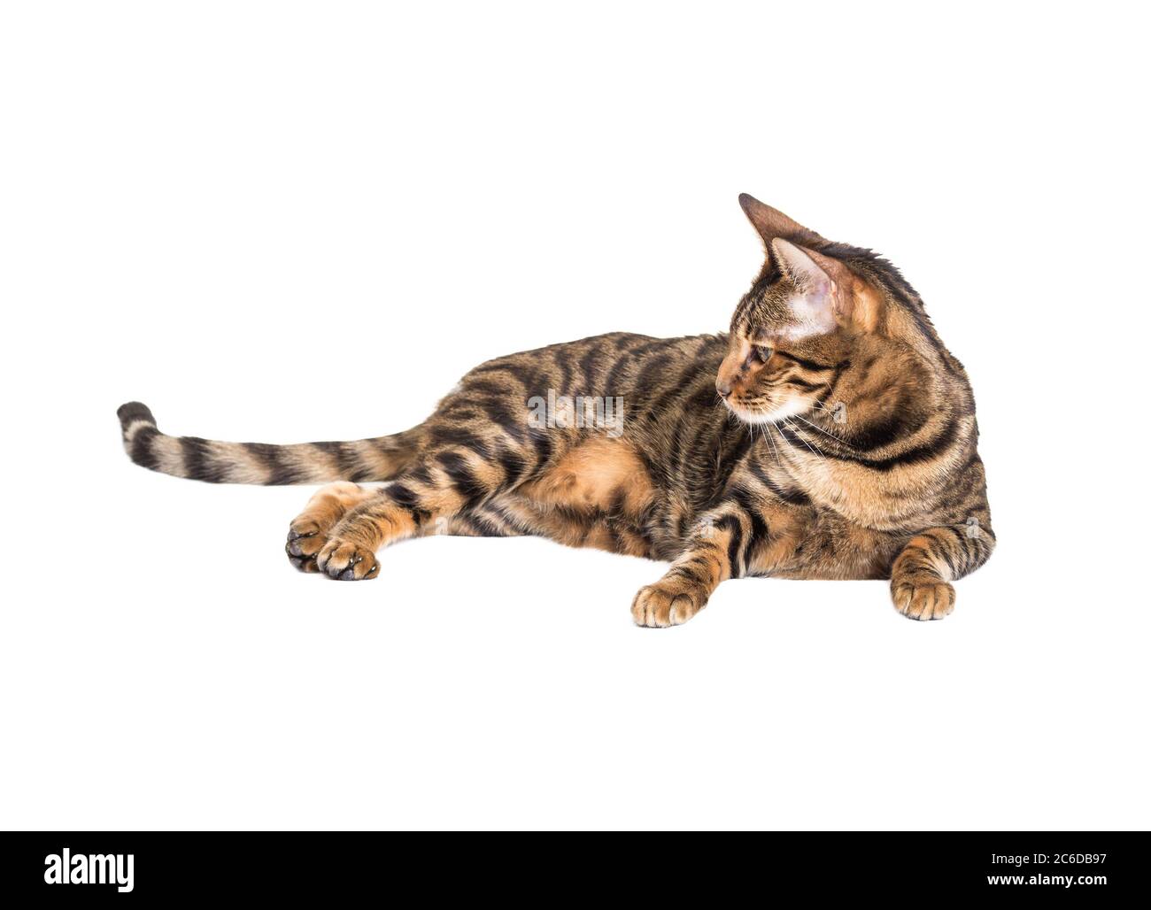 Cat breed toyger isolated on white background Stock Photo - Alamy