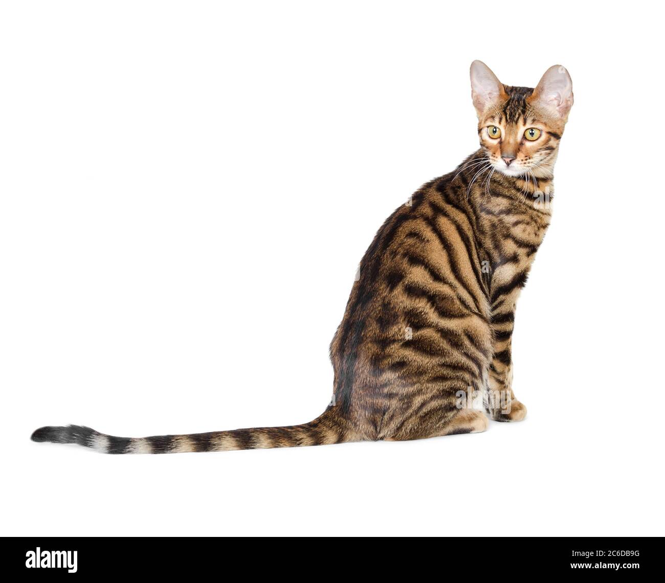 Full Grown Toyger