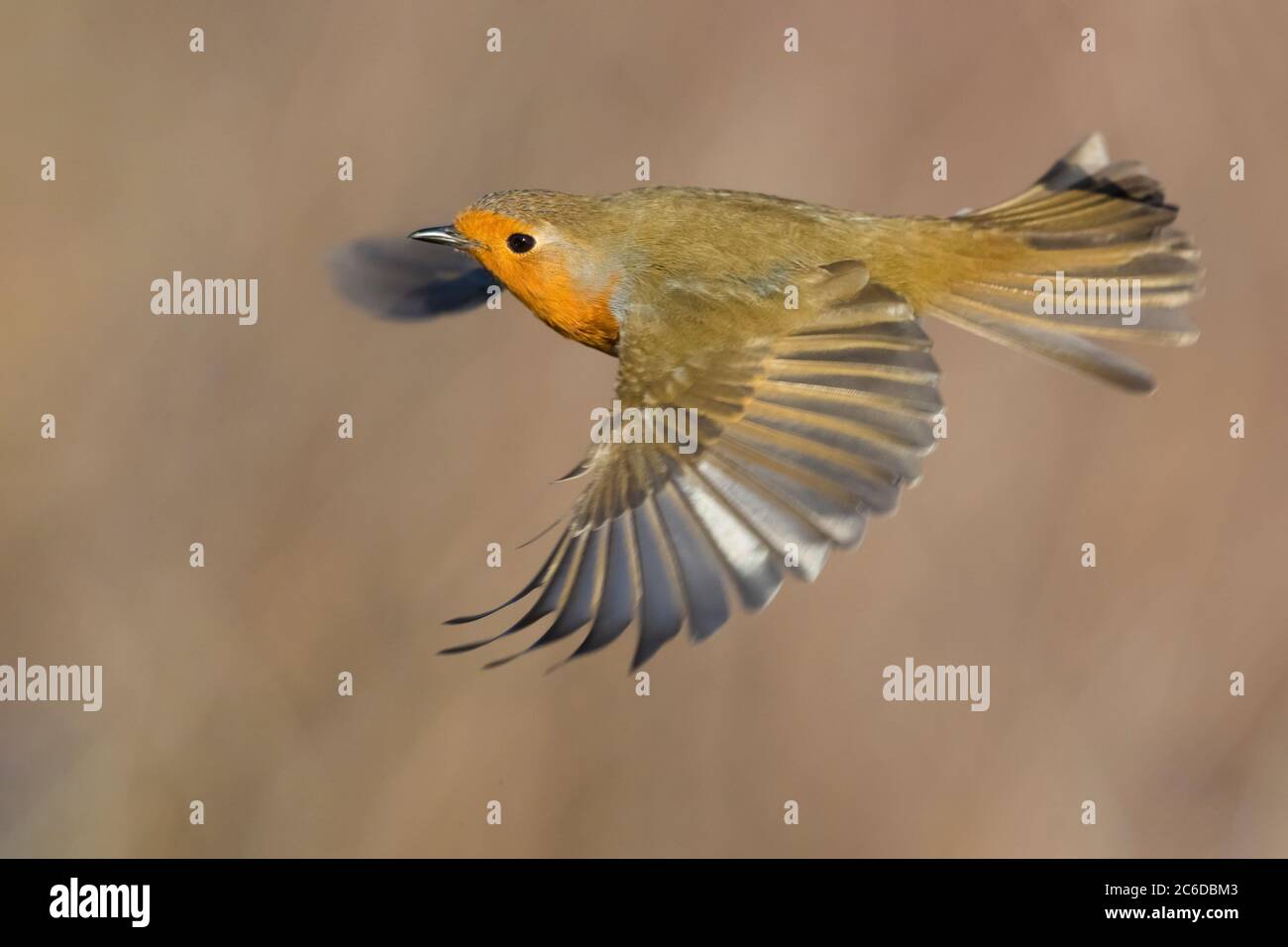 Adult European Robin (Erithacus rubecula) in flight against a natural ...