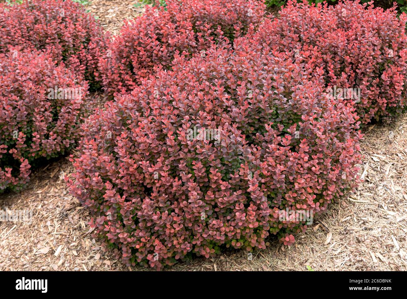 Rote Kugel-Berberitze, Berberis thunbergii SUNJOY MINI MAROON, Red Ball ...